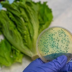 This Popular Lettuce Is Often Linked to E. coli Outbreaks - Recipe Heaven