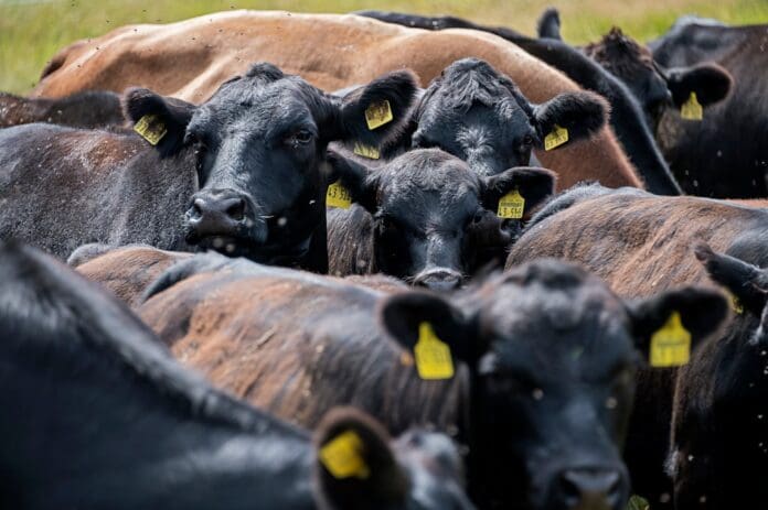 A Flesh-Eating Parasite Just Showed Up in U.S. Cattle for the First ...